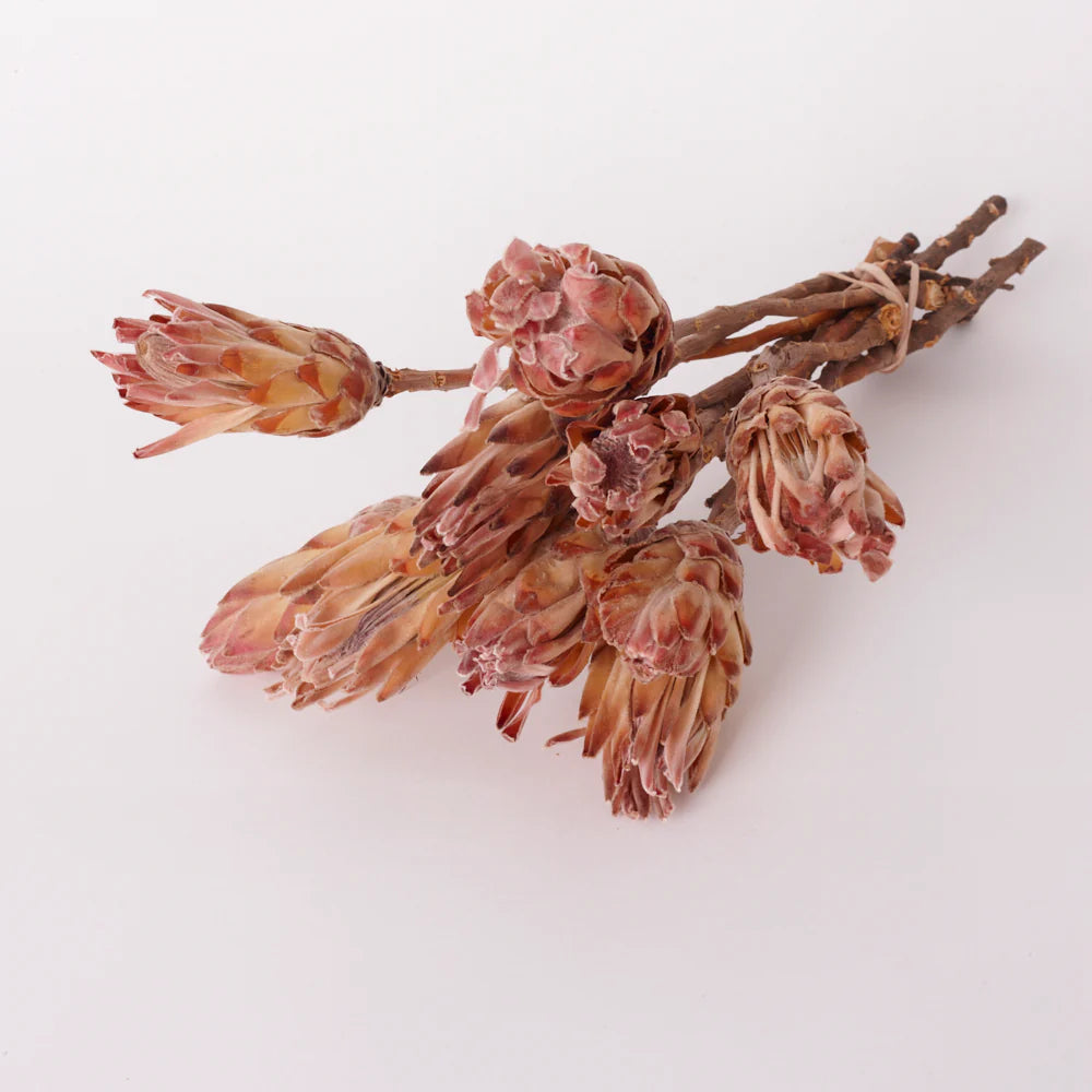 Dried Sugarbush (Protea Compacta) Bunch - Pink/Cream– The Painted Bird
