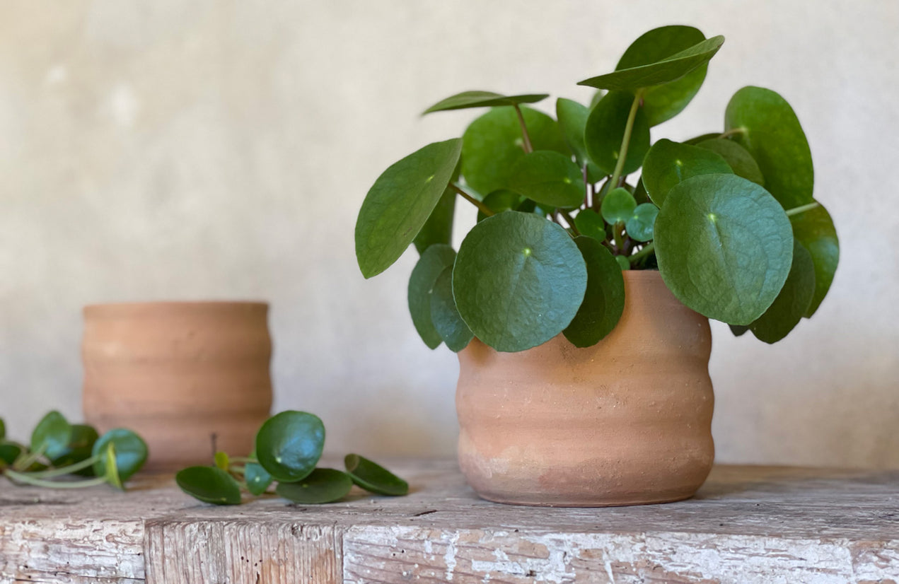 Manora Terracotta Planter– The Painted Bird